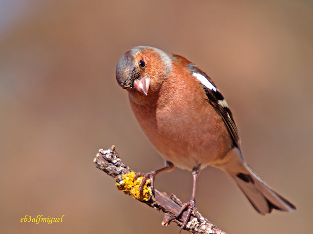 MIS AMIGAS LAS AVES: Pinzón vulgar (Fringilla coelebs) Este ave poso ...