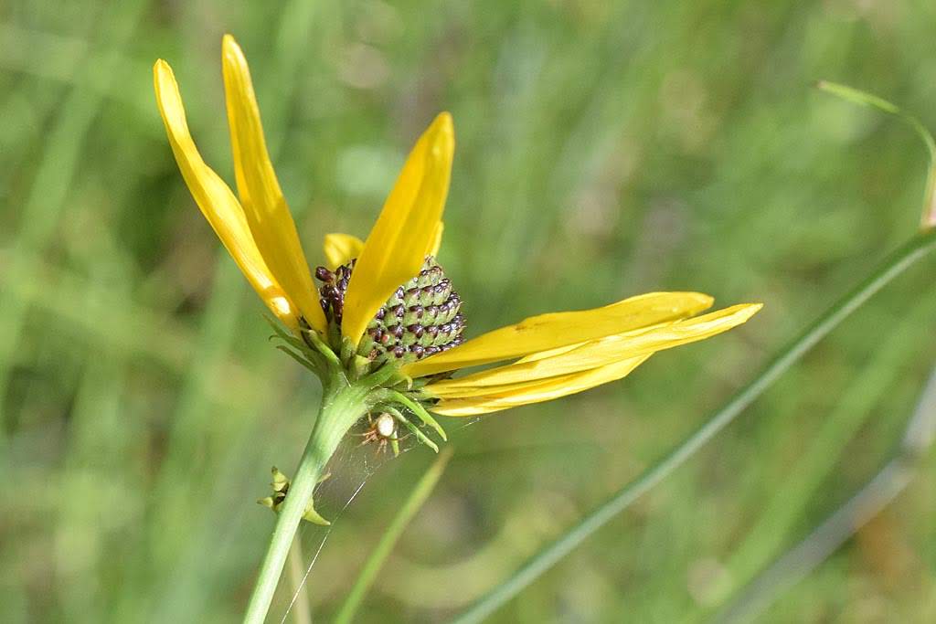 Space Coast Wildflowers