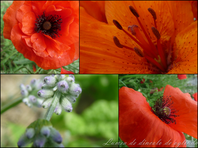 Lumea de dincolo de oglinda: Maci si flori de camp....