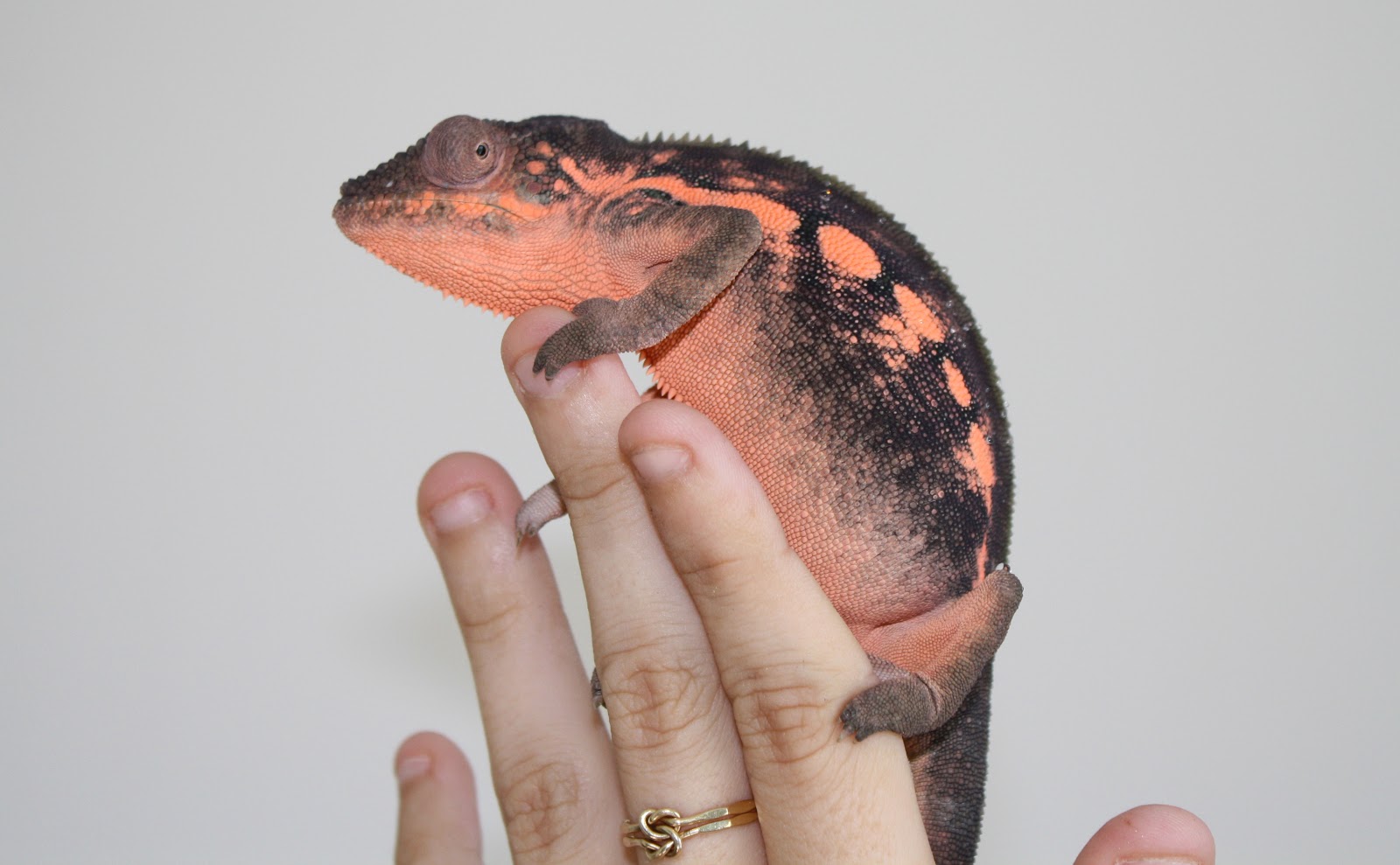 Panther Chameleon Breeding - Mating | Much Ado About Chameleons