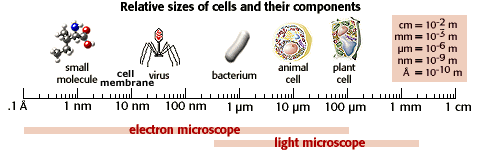 [Kunci Jawaban] Bakteri memiliki panjang sampai dengan 10 µm. Virus ...