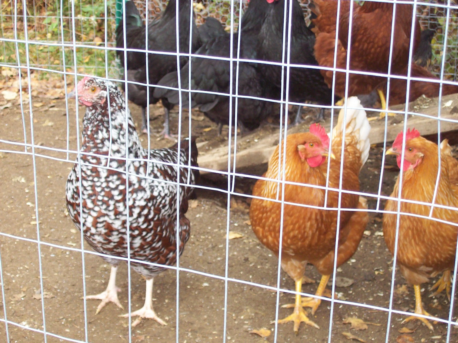 My Chicken And Egg Journal: They are 22 and 23 and half week old ...