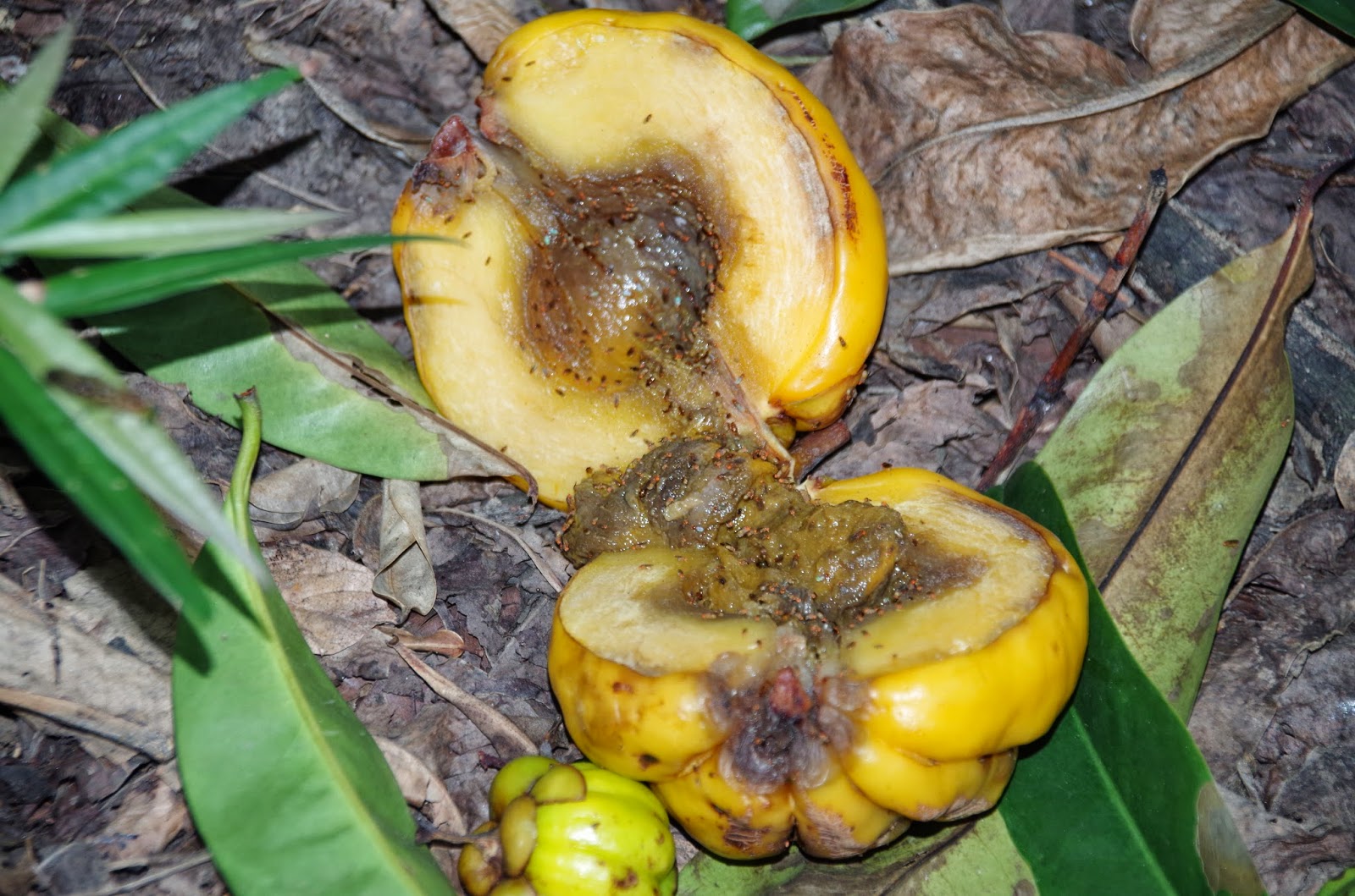 Trees and Plants: Pokok Asam Gelugor