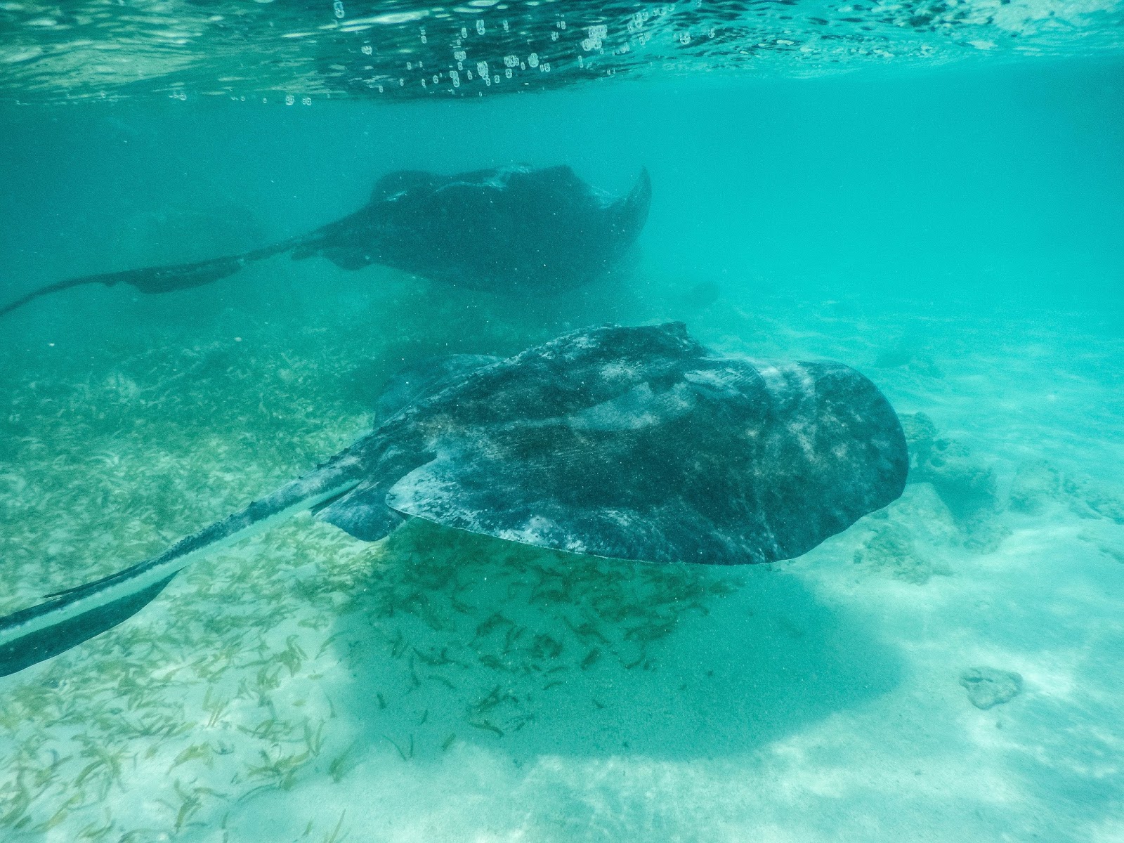 Cannundrums: Southern Stingray - Antigua