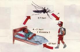Epidemiologi Menular: Penyakit DBD