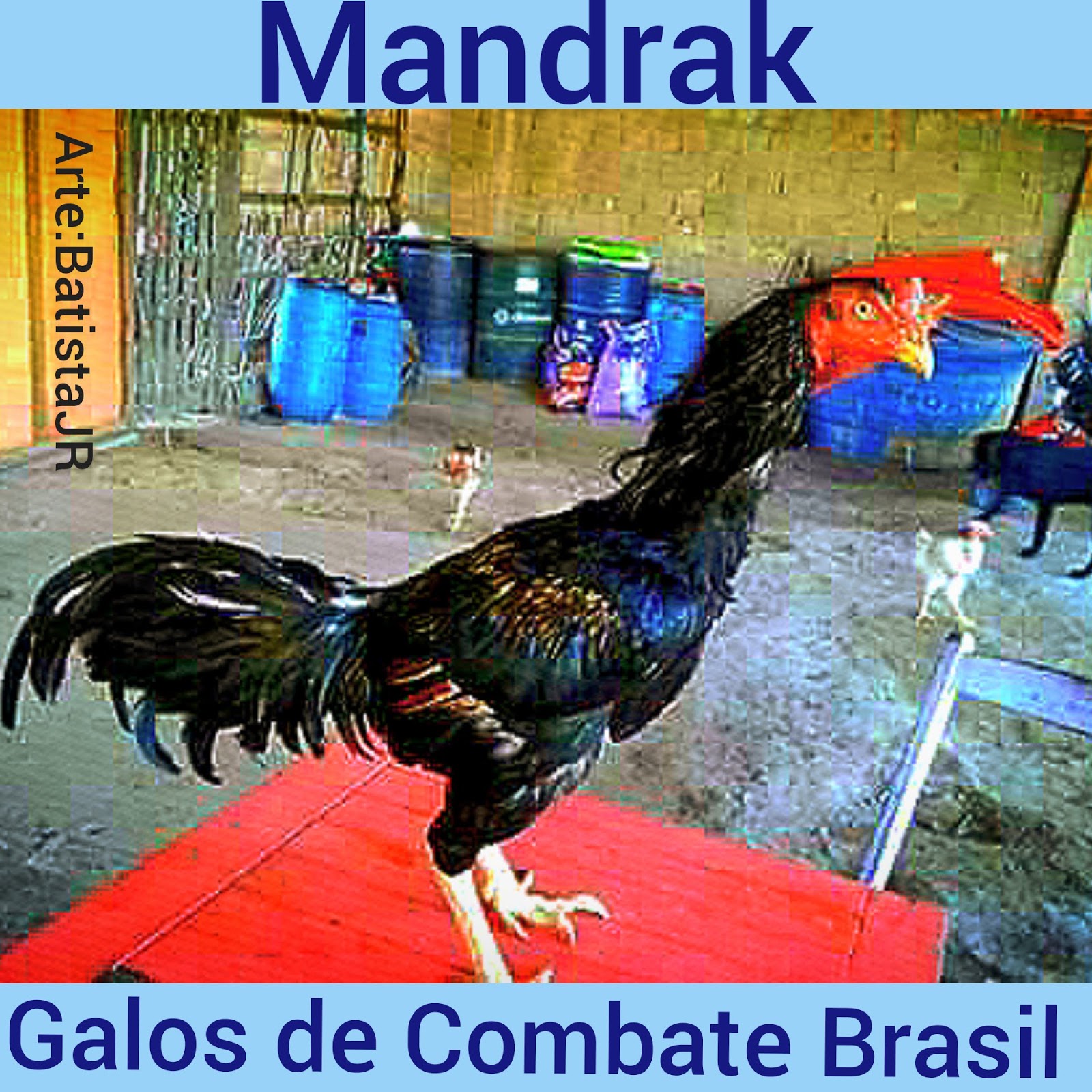 GALOS DE COMBATE BRASIL #2021: UM DOS GALOS MAIS FAMOSOS DO BRASIL