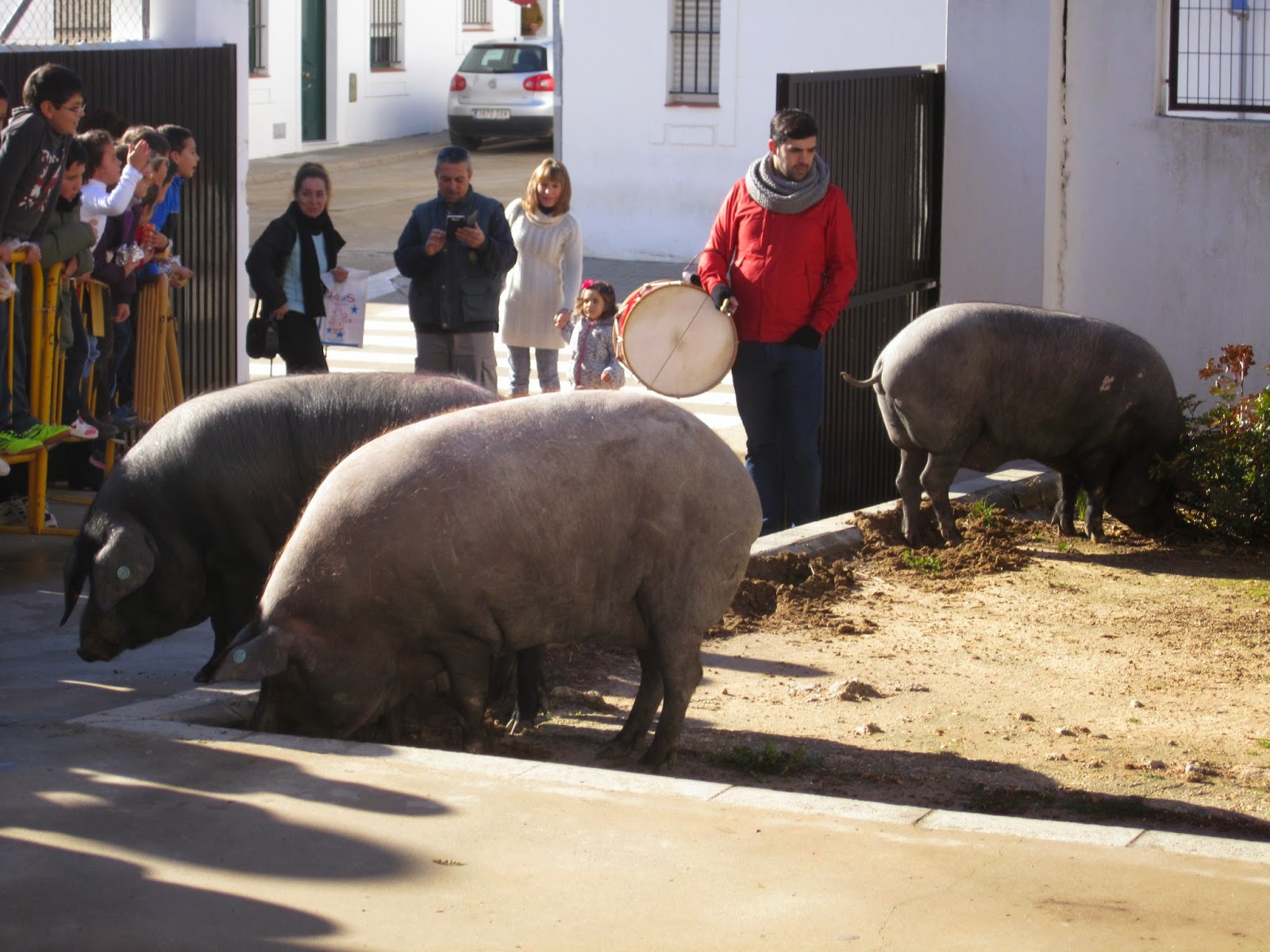 EL AULA DE MIS PEQUES: VISITA DE LOS COCHINOS AL COLE