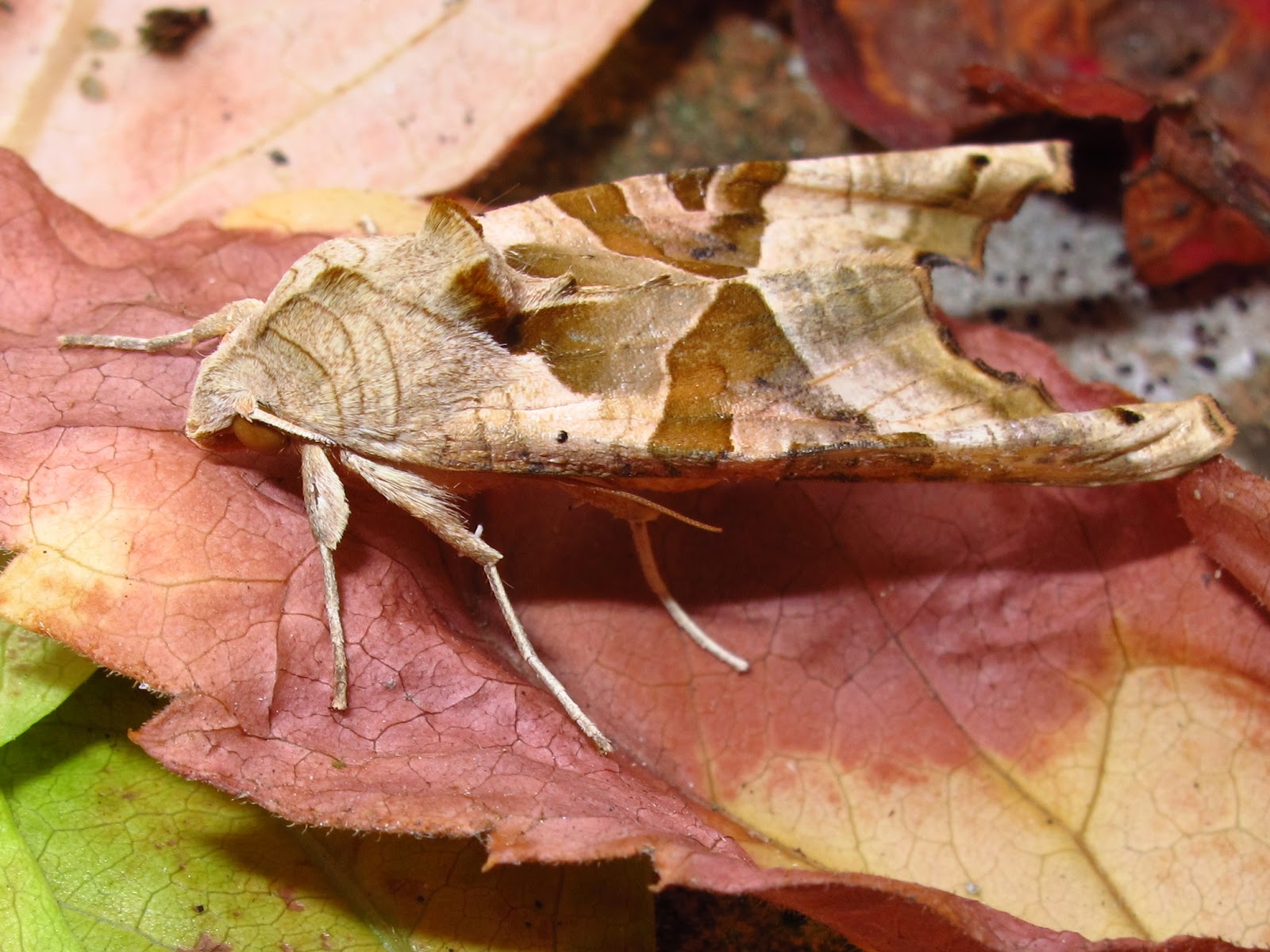 BugBlog: Angle Shades moth