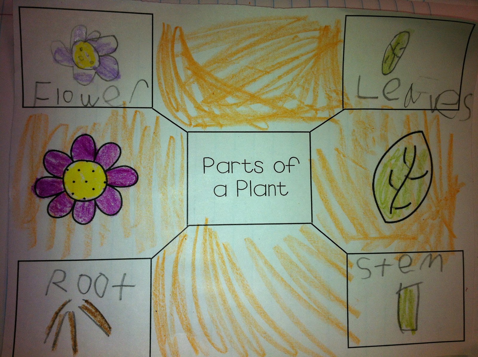 The Adventures of a K/1 Teacher: Fun with Plants