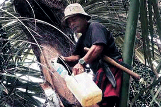 Tana Toraja Land of Heavenly Kings