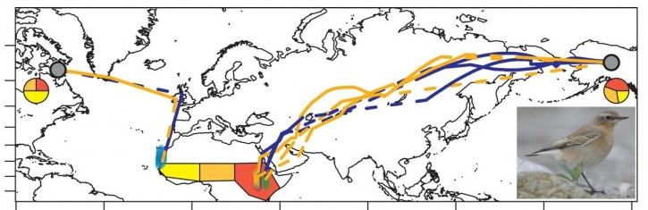Safari Ecology: The wheatear's remarkable migration: Alaska to East Africa