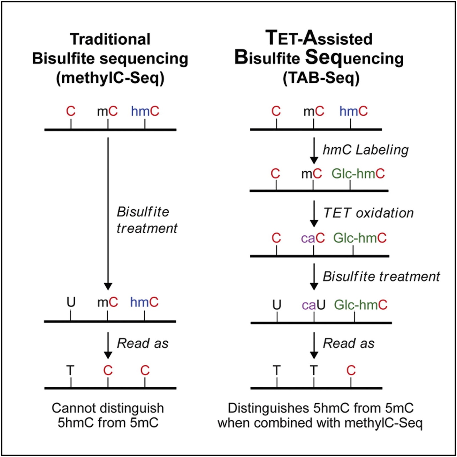 Future Genomics: BREAKTHROUGH DISCOVERY: Tet-assisted bisulfite sequencing (TAB-Seq), a new ...