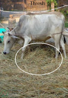 Domestic Animals Name Meaning & Image | Necessary Vocabulary ...