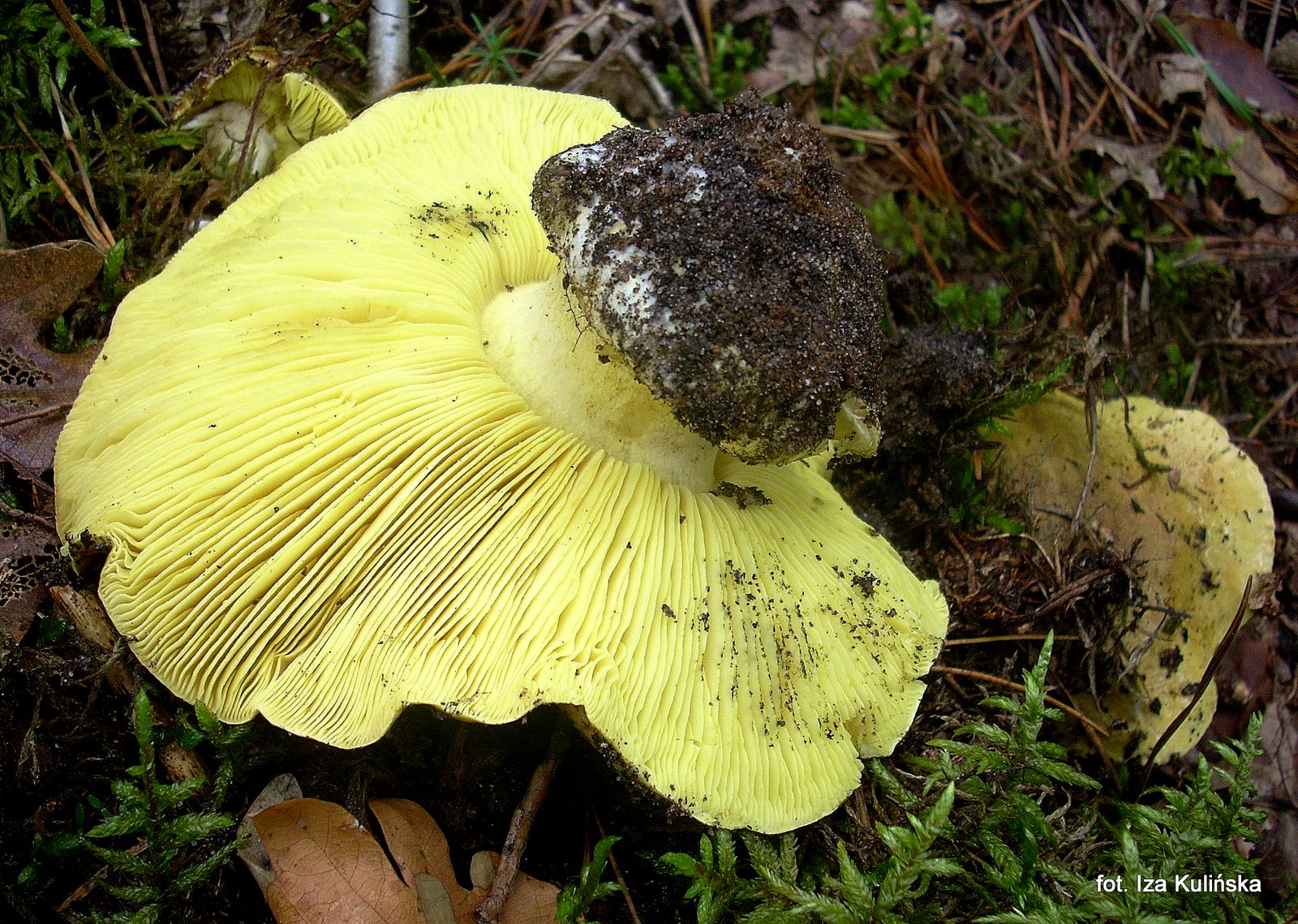 Gąska zielonka - prośnianka, zieleniatka | Smaczna Pyza
