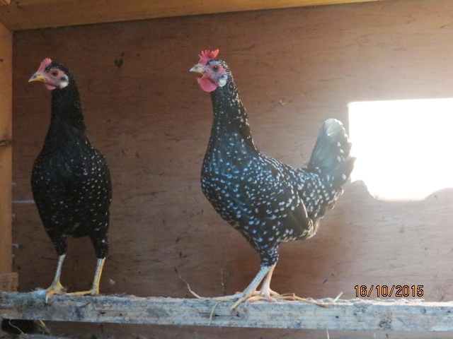 Ancona Bantam