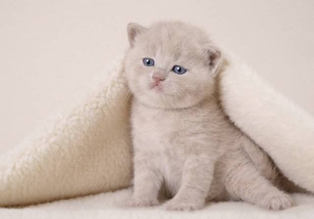 Fakta menarik tentang Si Comel ( 20 Gambar Kucing) | oH rOjaK