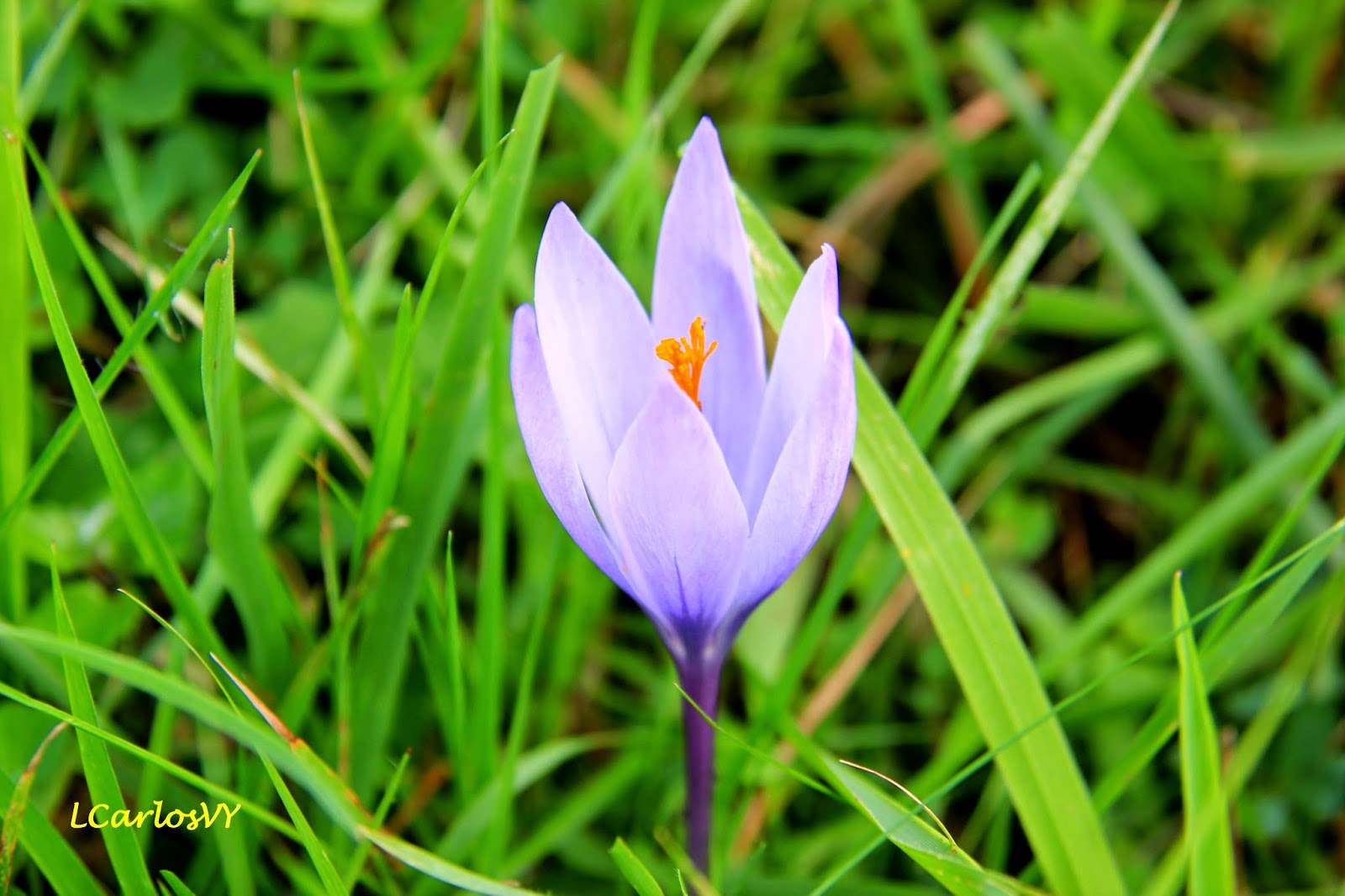 Plantas silvestres de Asturias: Azafrán silvestre - Crocus nudiflorus
