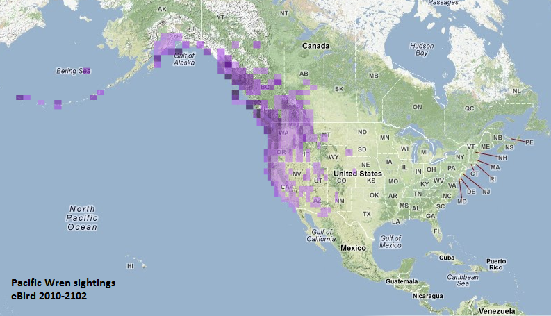 Birding Is Fun!: Pacific Wren
