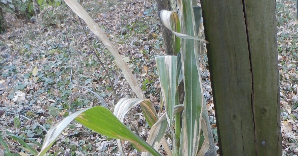 Larry's Photo a Day: Wild Corn......