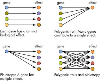 EXAMS AND ME : Polygenic Score