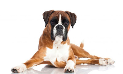 Cuatro patas: EL BOXER (DEDICADA A MI QUERIDO DRACO)