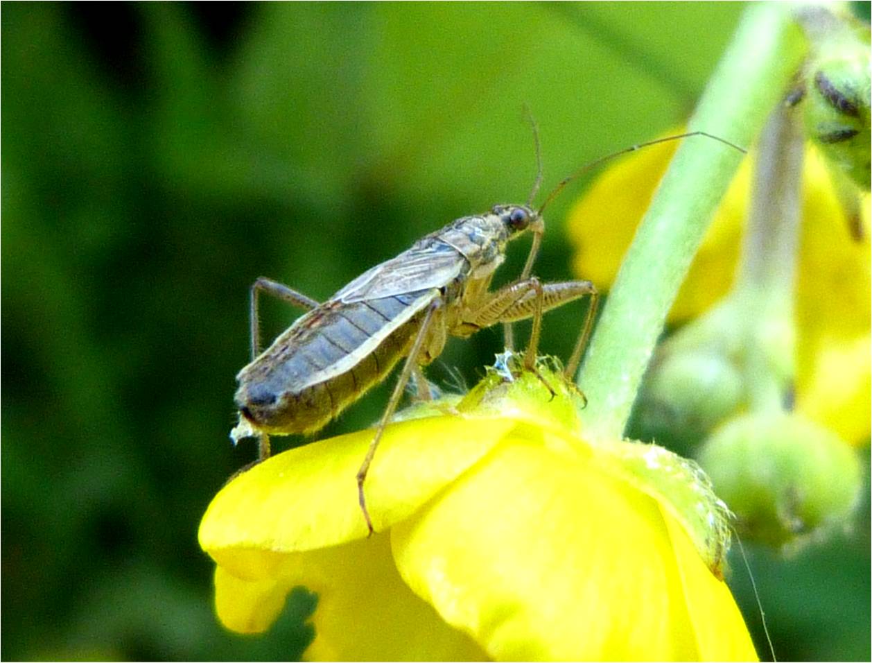 Insects of Scotland: True Bugs