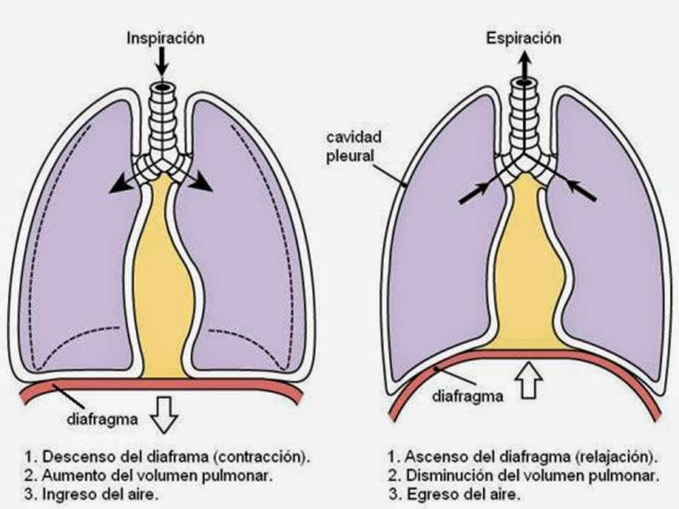 Blog de Fisiología Médica de Mónica Páez : Ventilación pulmonar