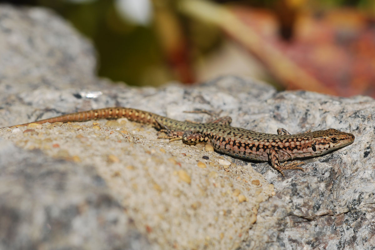 Yorkshire Field Herping and Wildlife Photography: Another Winter ...