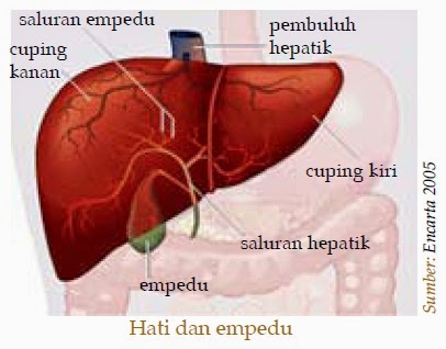 Jelaskan Fungsi Hati sebagai Organ Ekskresi Manusia