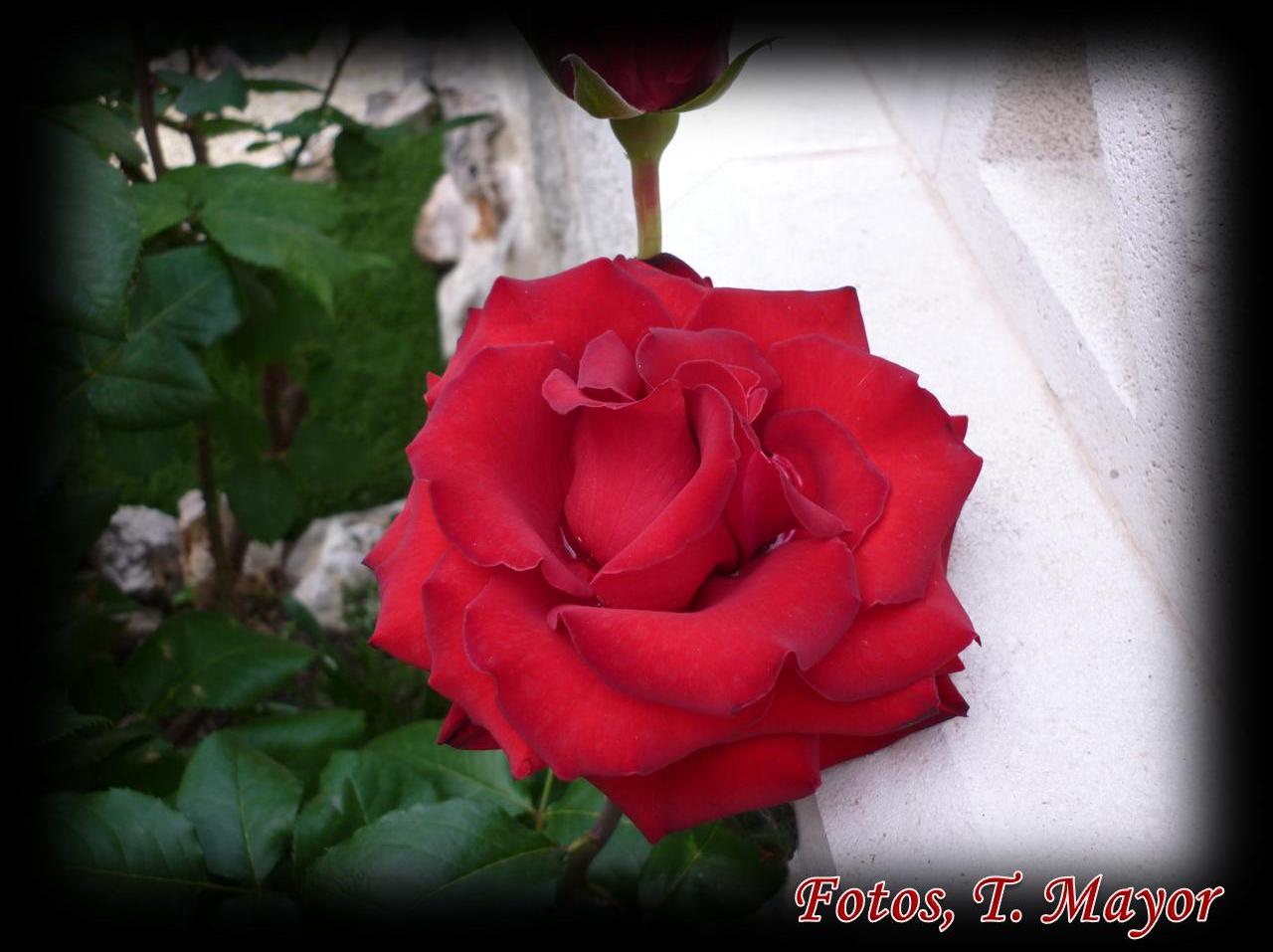 Flores y plantas silvestres: " Rosa spp ". Rosal, Rosa.