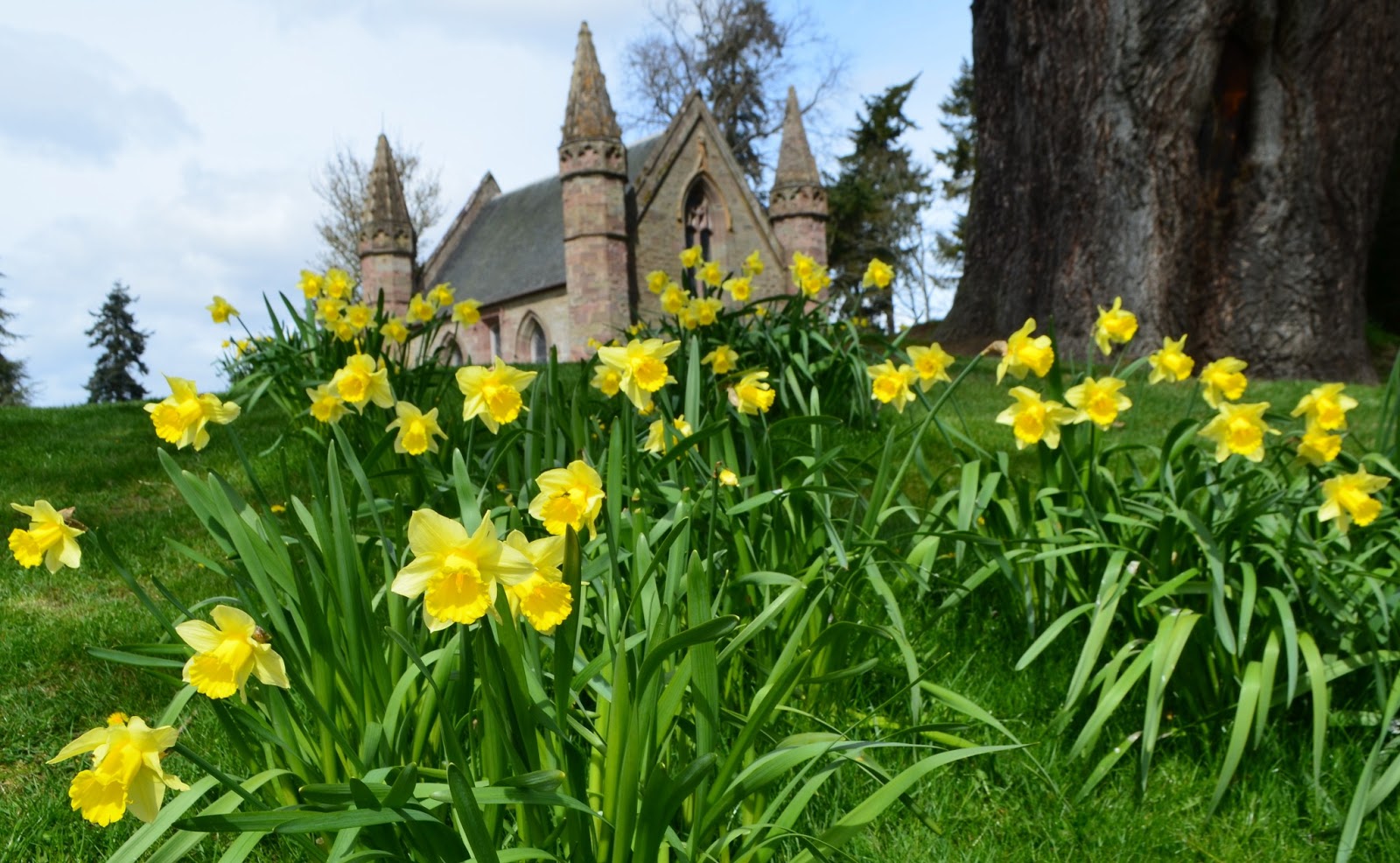 Tour Scotland: Tour Scotland Photographs Video Daffodils Moot Hill ...