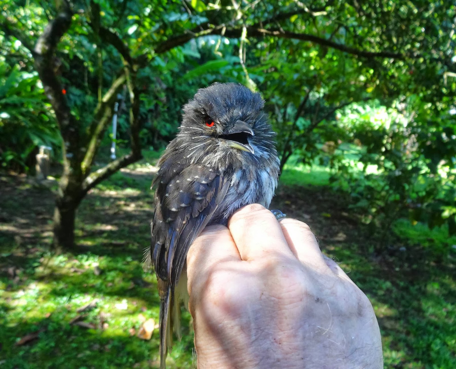 Teifi Ringing Group: White-whiskered Puffbird..A "Bobo bird"
