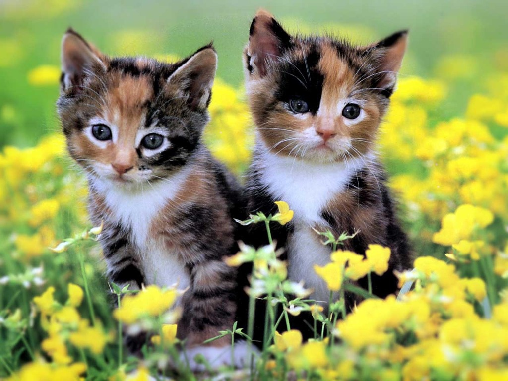 Hot,Spicy & Stuuning HD Wallpapers: Cats and Kittens Wallpapers