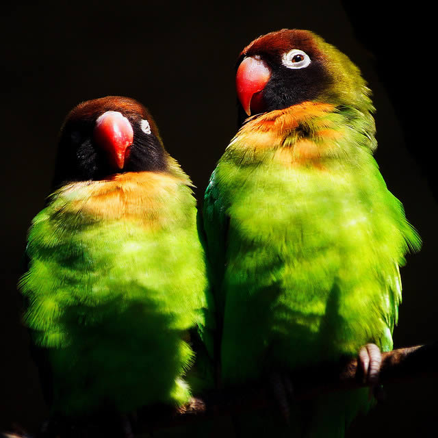 Amazing Lovebirds : Love Bird Information and Pictures | Most ...