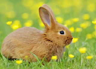 los tipos de animales: viviparos