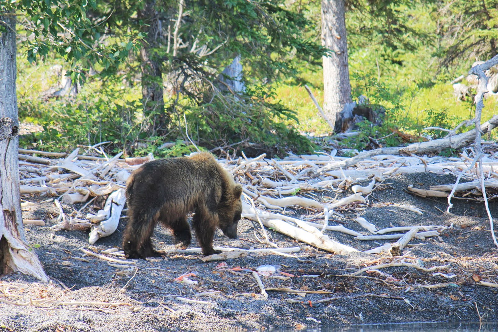 Skilak Lake Cabin Adventures