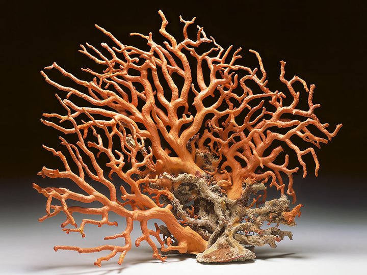 facile: CORALLO ROSSO DI SARDEGNA-CORAL