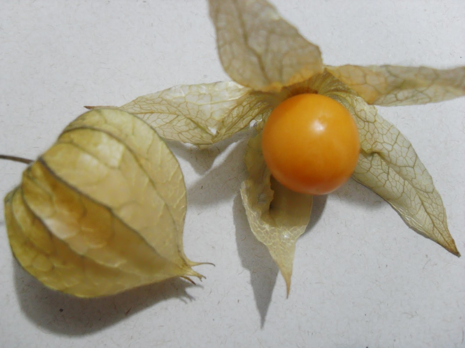 Studio Floral Dora Santoro: Physalis