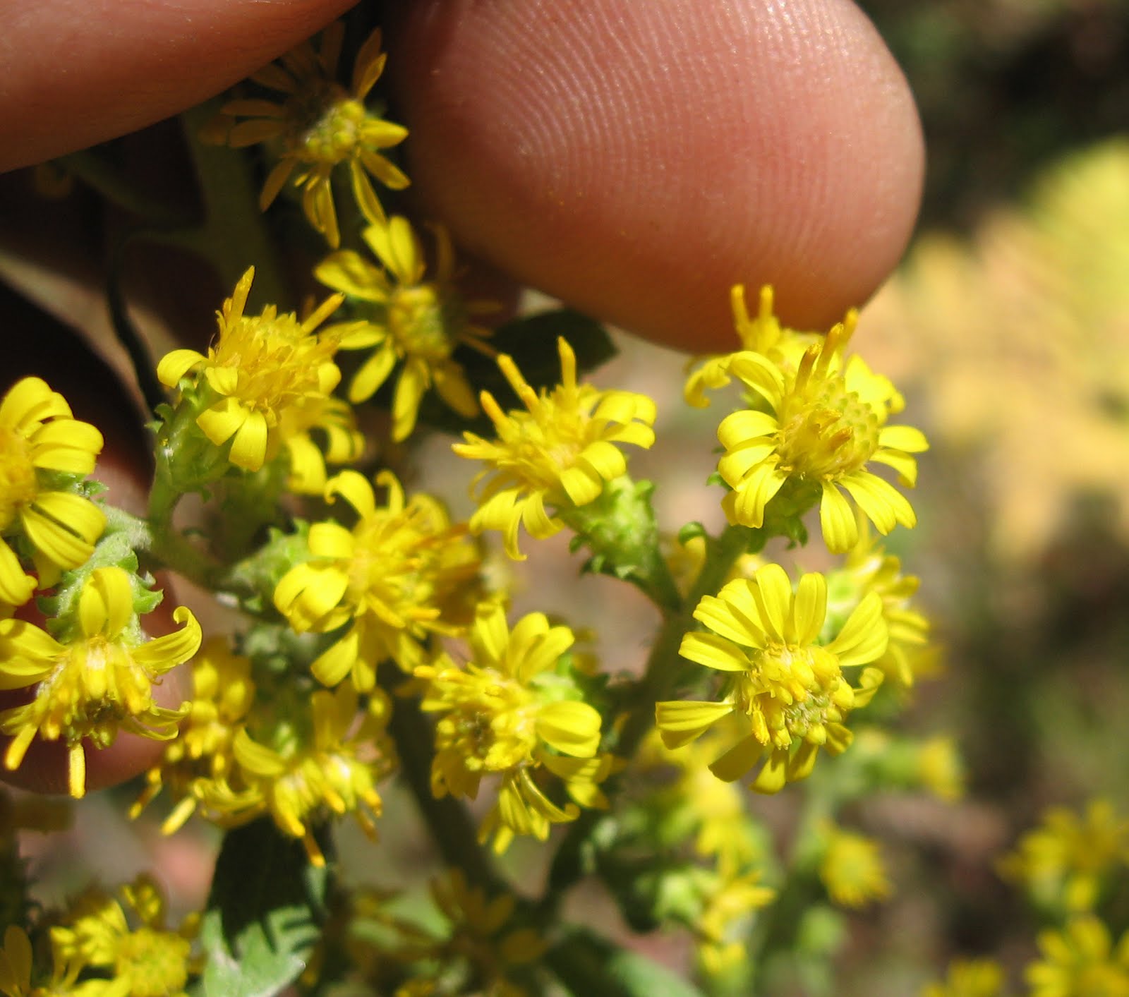 Tangled Web: Getting a Grip on Goldenrods