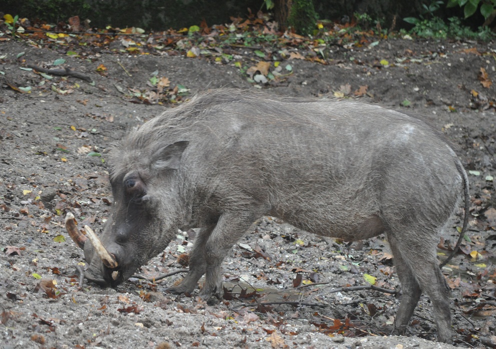 ZOOTOGRAFIANDO (6.100 ANIMALS): FACOQUERO / WARTHOG (Phacochoerus ...
