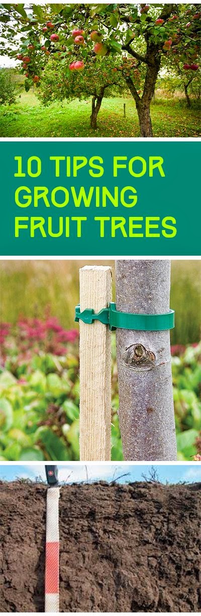 10 Tips for Growing Fruit Trees | A Collection of Photos