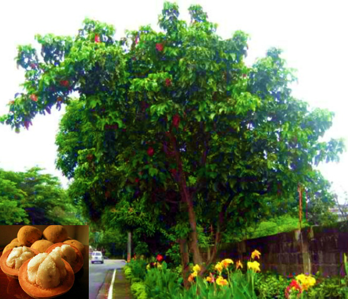 Santol Tree