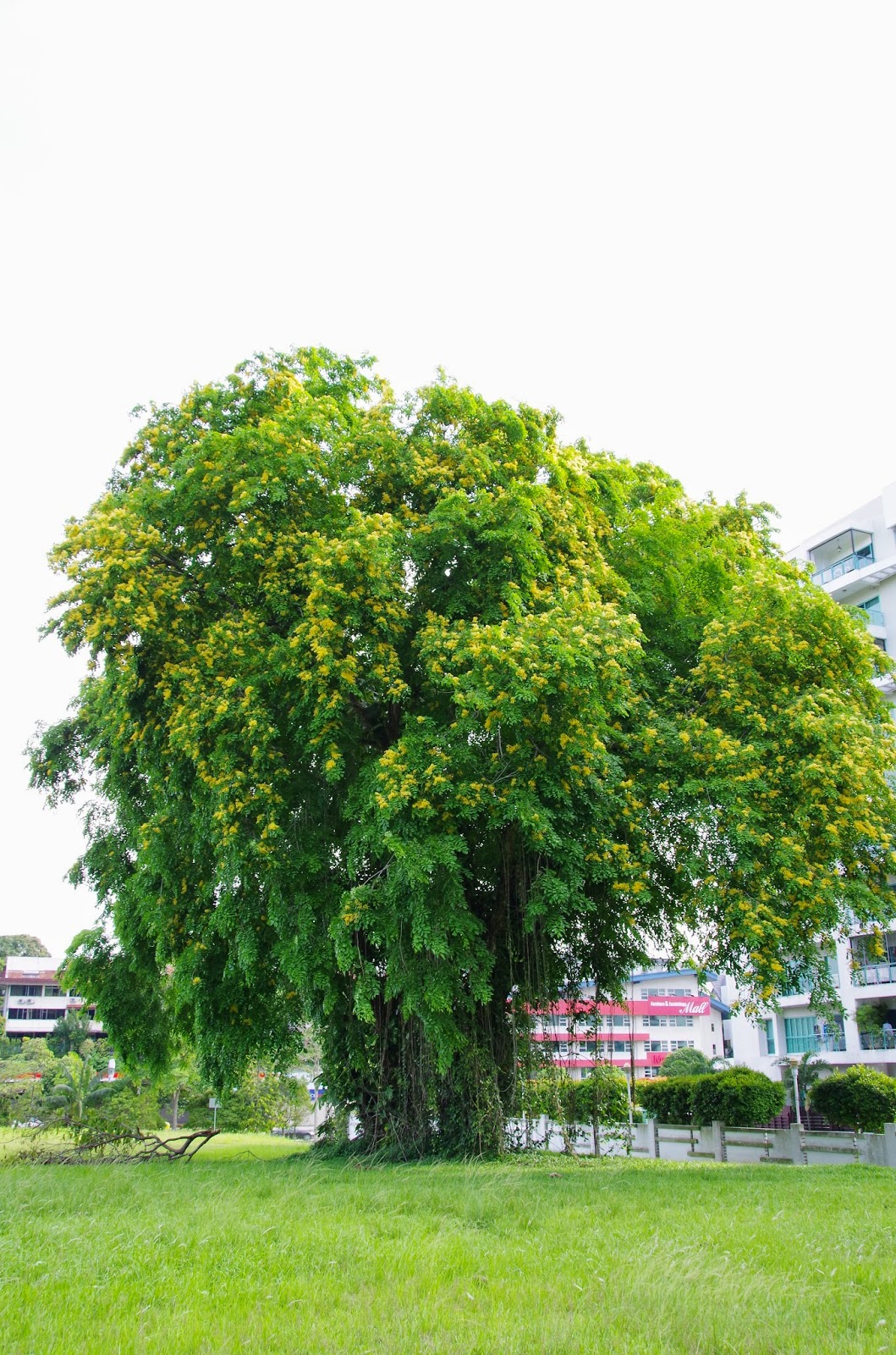 Trees and Plants: Angsana