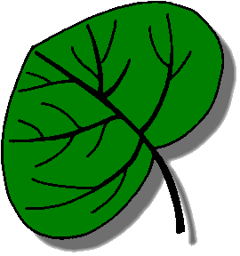 Hoja Reniforme (reniformis) - Botánica integra