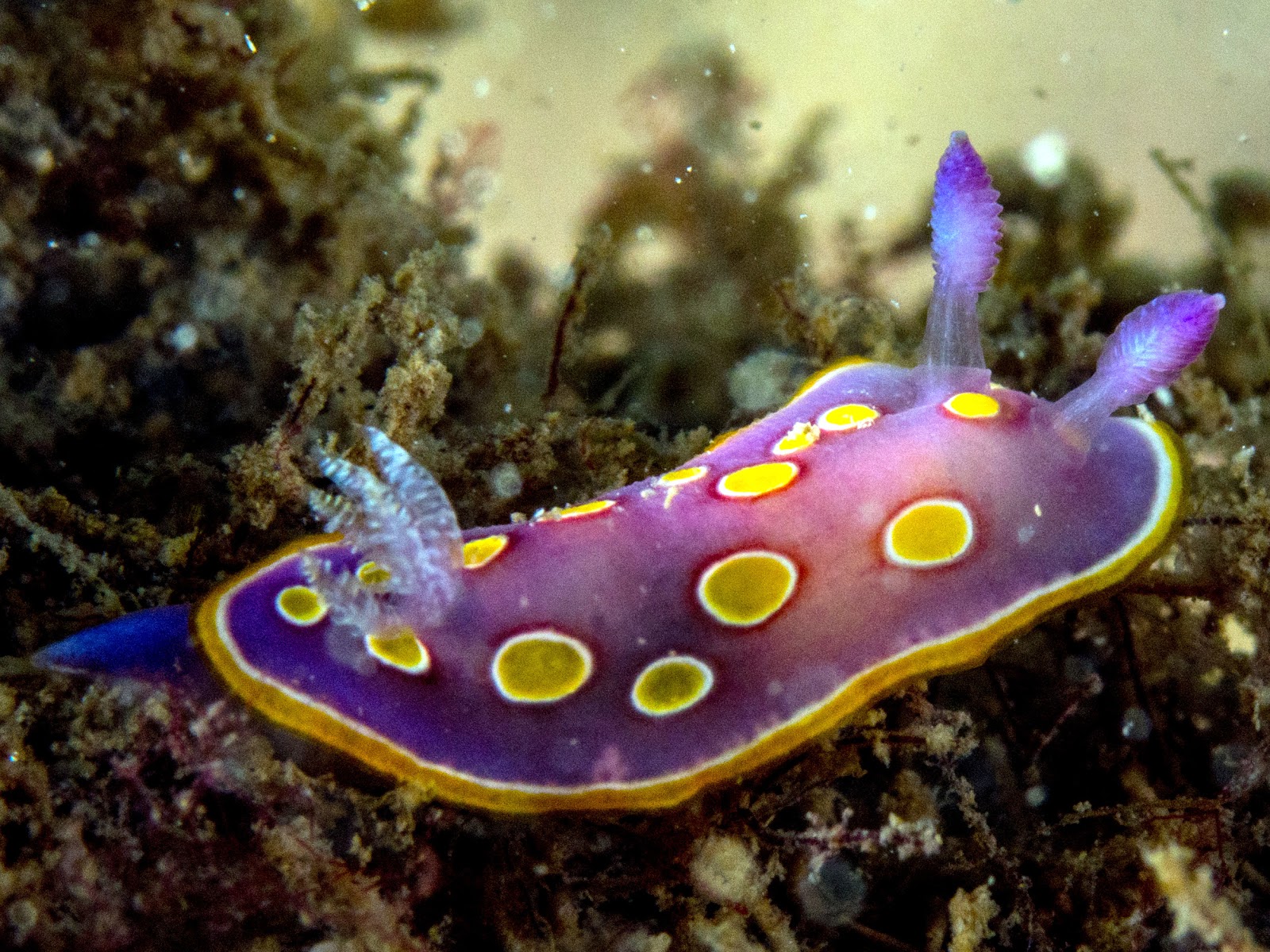 Taxonomía invertebrados no artrópodos: Phylum Mollusca Clase Gastropoda ...