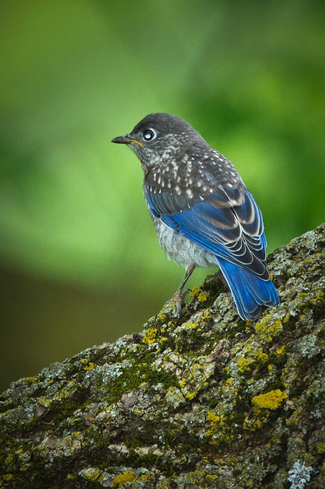 Feather Tailed Stories: Eastern Bluebird