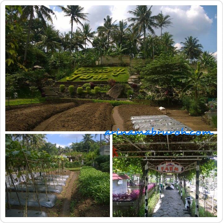 Wisata Edukasi di Cimory on The Valley Bawen Semarang - The Kurnias ...