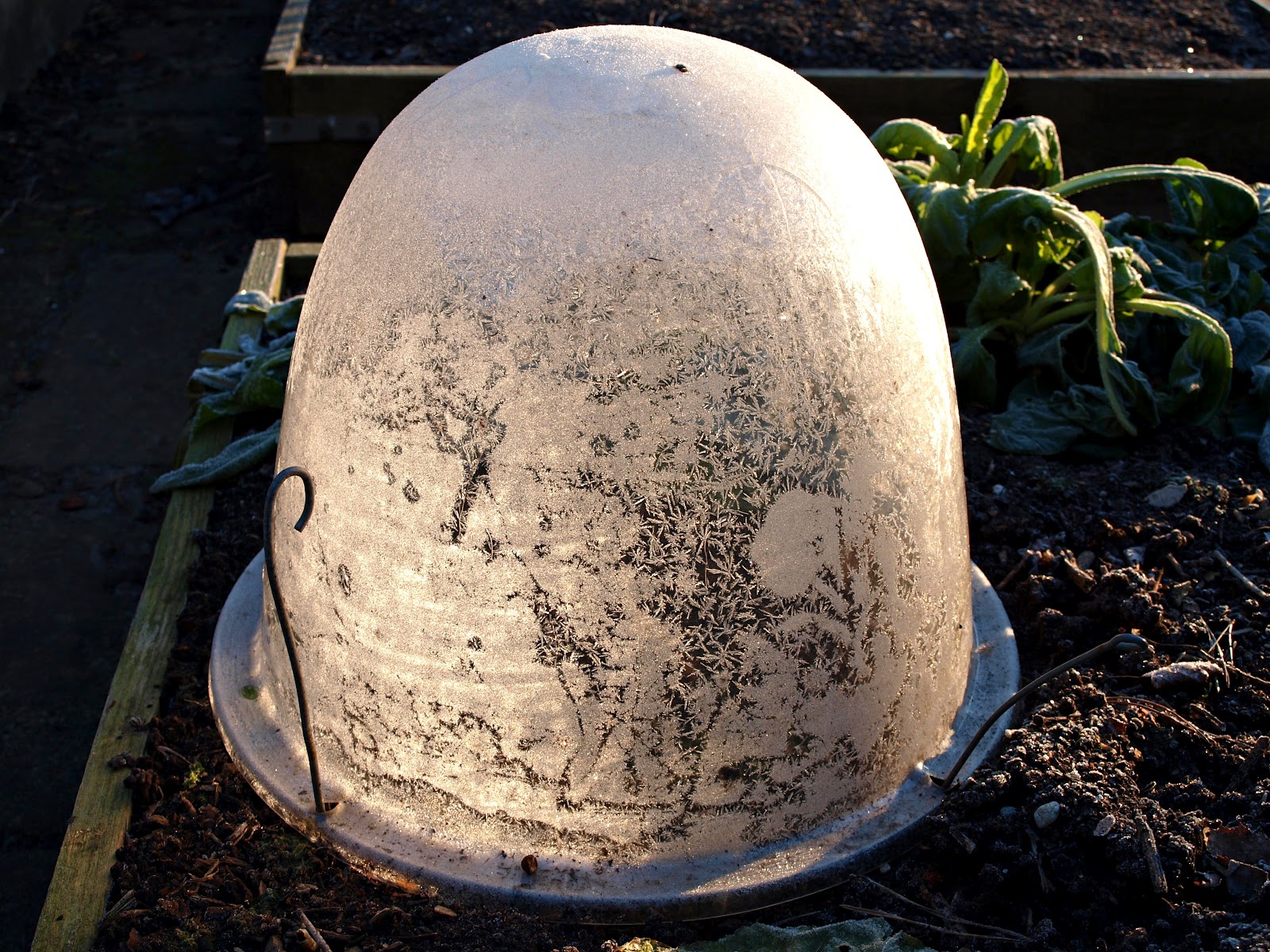 Mark's Veg Plot: Frost patterns - Nature's own artform