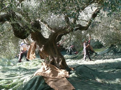 Άμεση ήταν η αντίδραση των Πρεβεζιάνων στην αλβανική προκλητικότητα ...