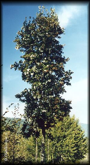 Argentina nativa: Ulmo (Eucryphia cordifolia)